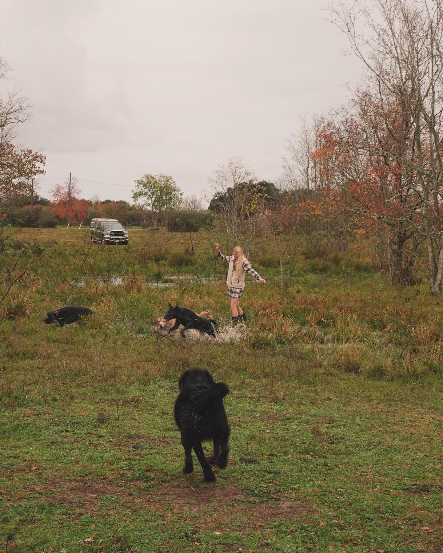 Trusted Dog Boarding & Kennel Services in Texas | The Gundog Club